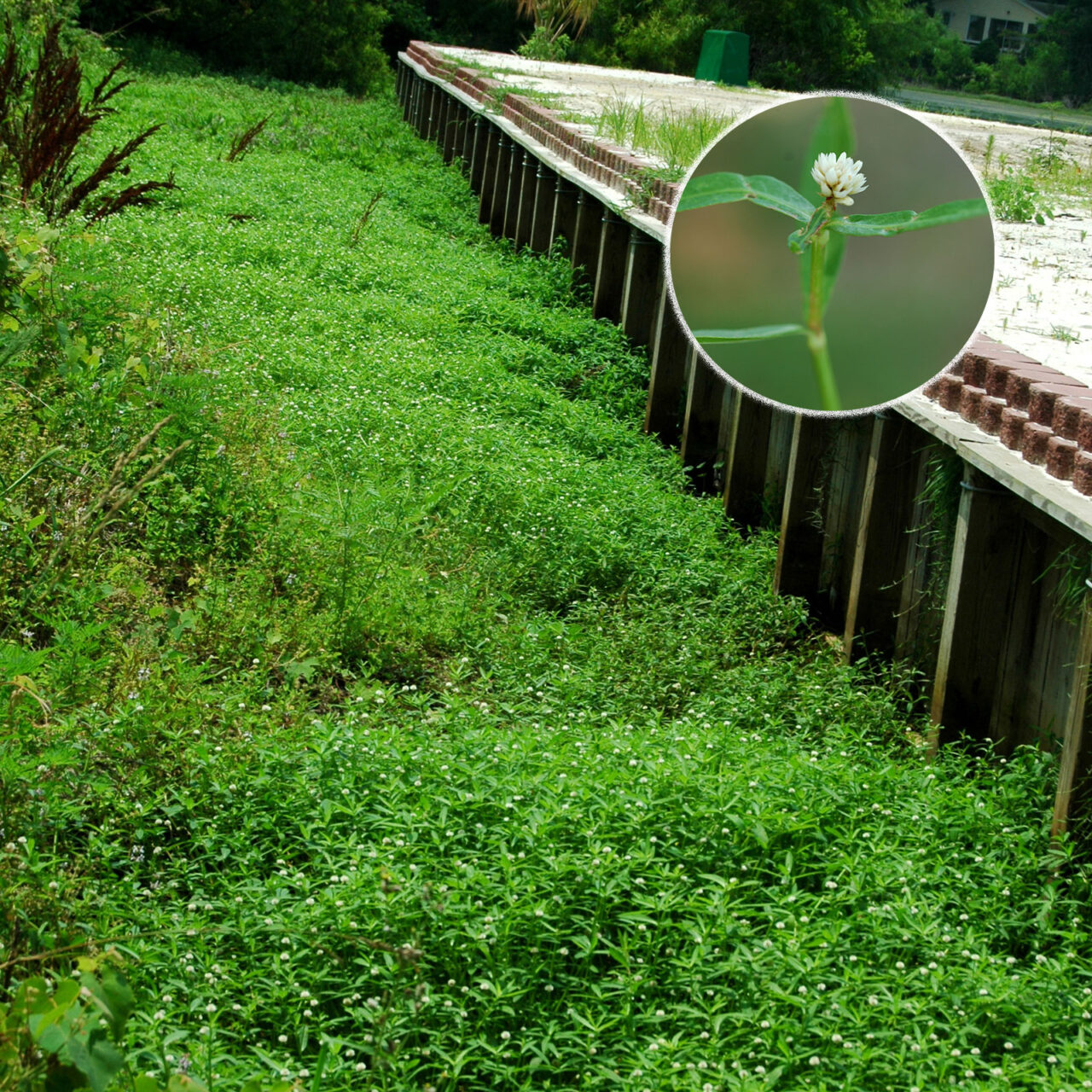Algae & Weed Identification | Clean Ponds | Pond Lake Management