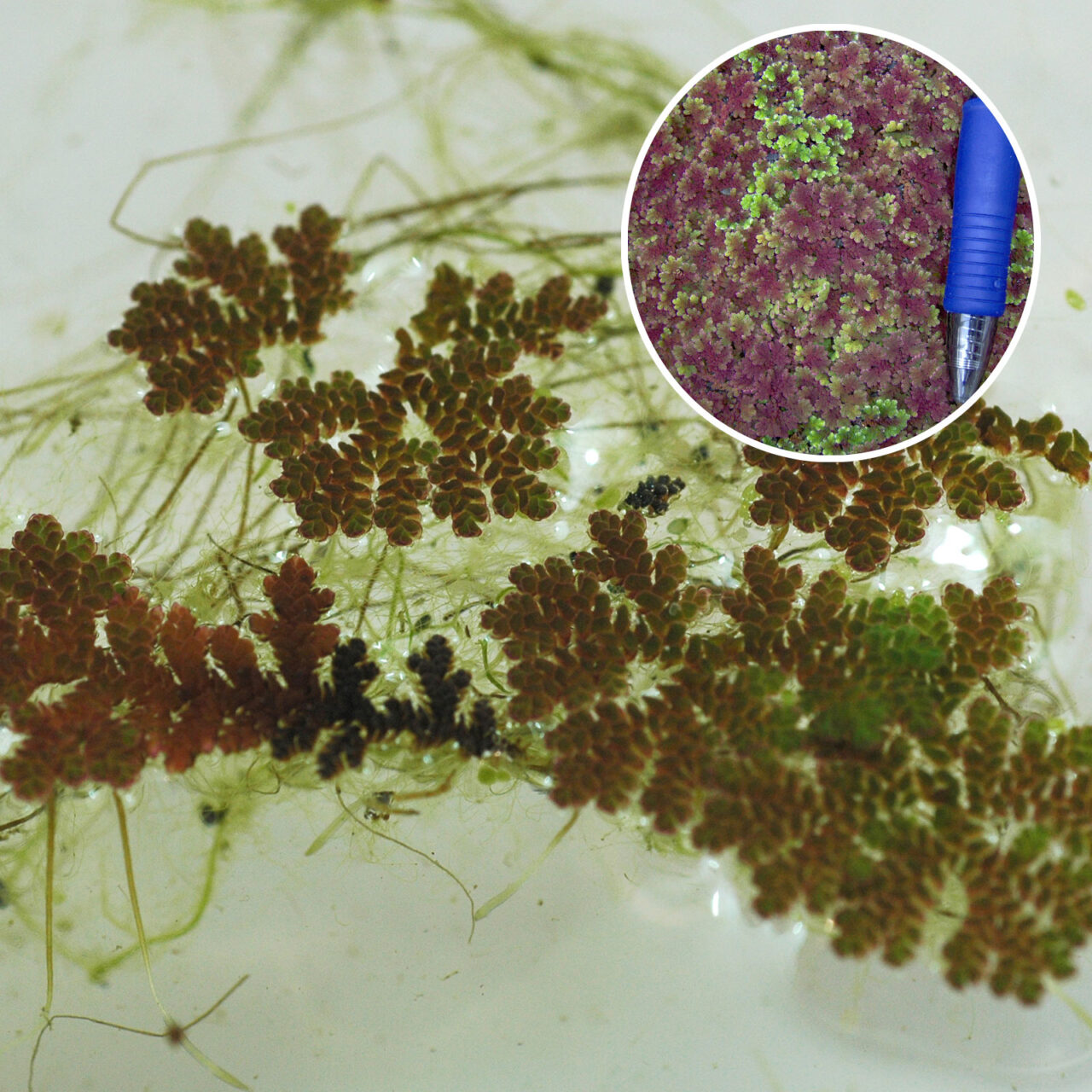 Algae & Weed Identification | Clean Ponds | Pond Lake Management