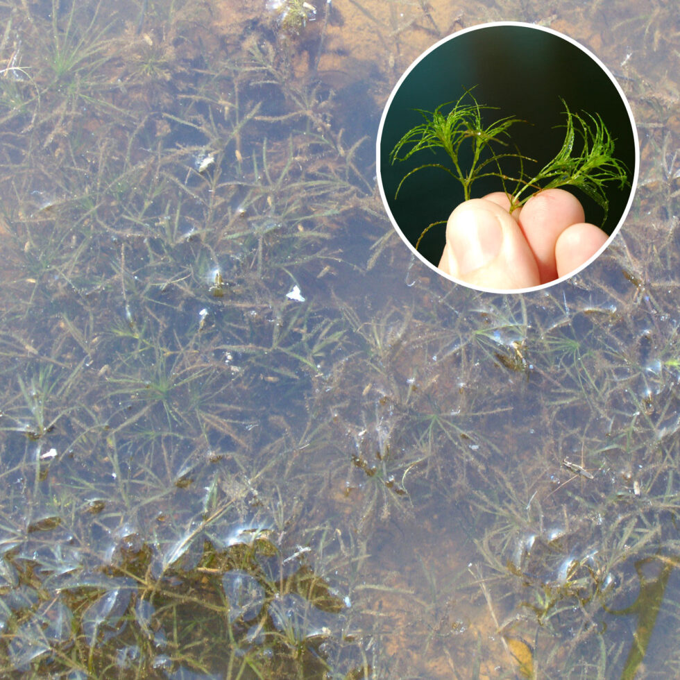 Algae & Weed Identification | Clean Ponds | Pond Lake Management