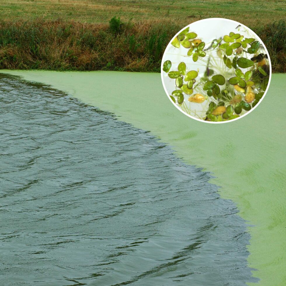 Algae & Weed Identification | Clean Ponds | Pond Lake Management
