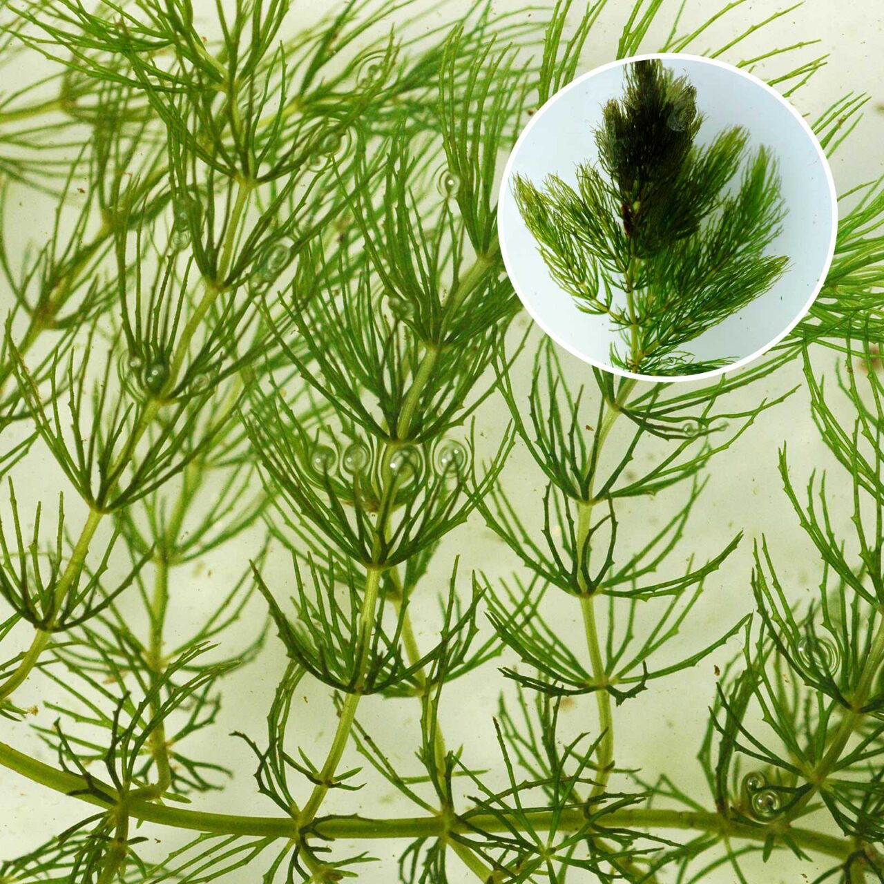 Algae & Weed Identification | Clean Ponds | Pond Lake Management