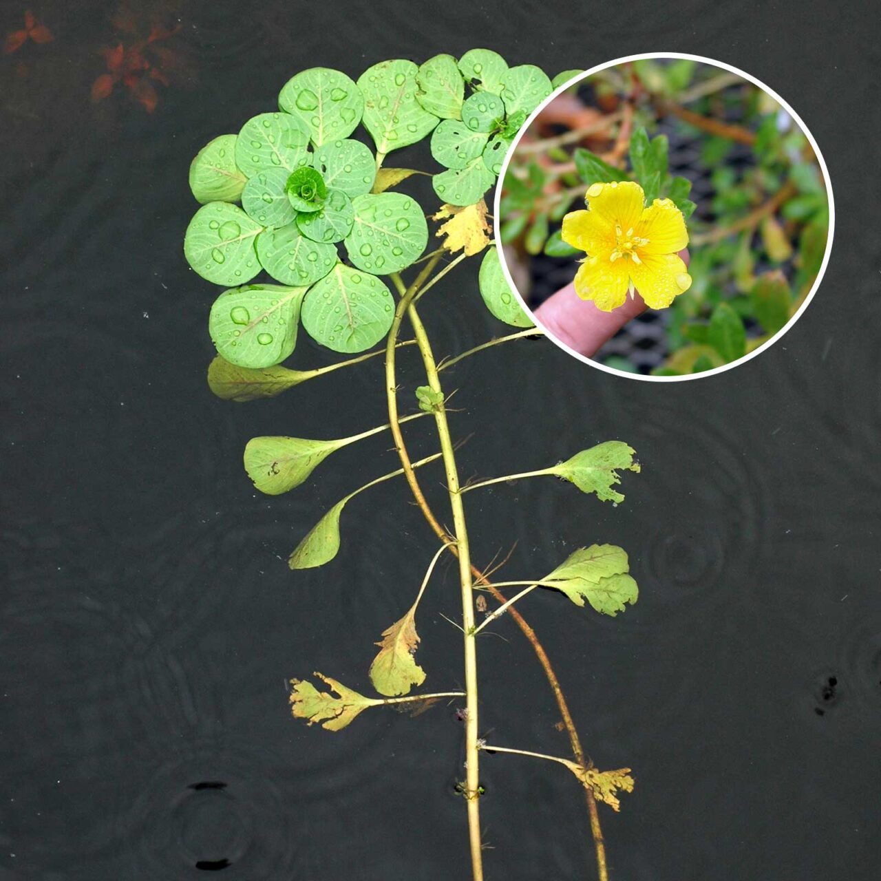 Algae & Weed Identification | Clean Ponds | Pond Lake Management