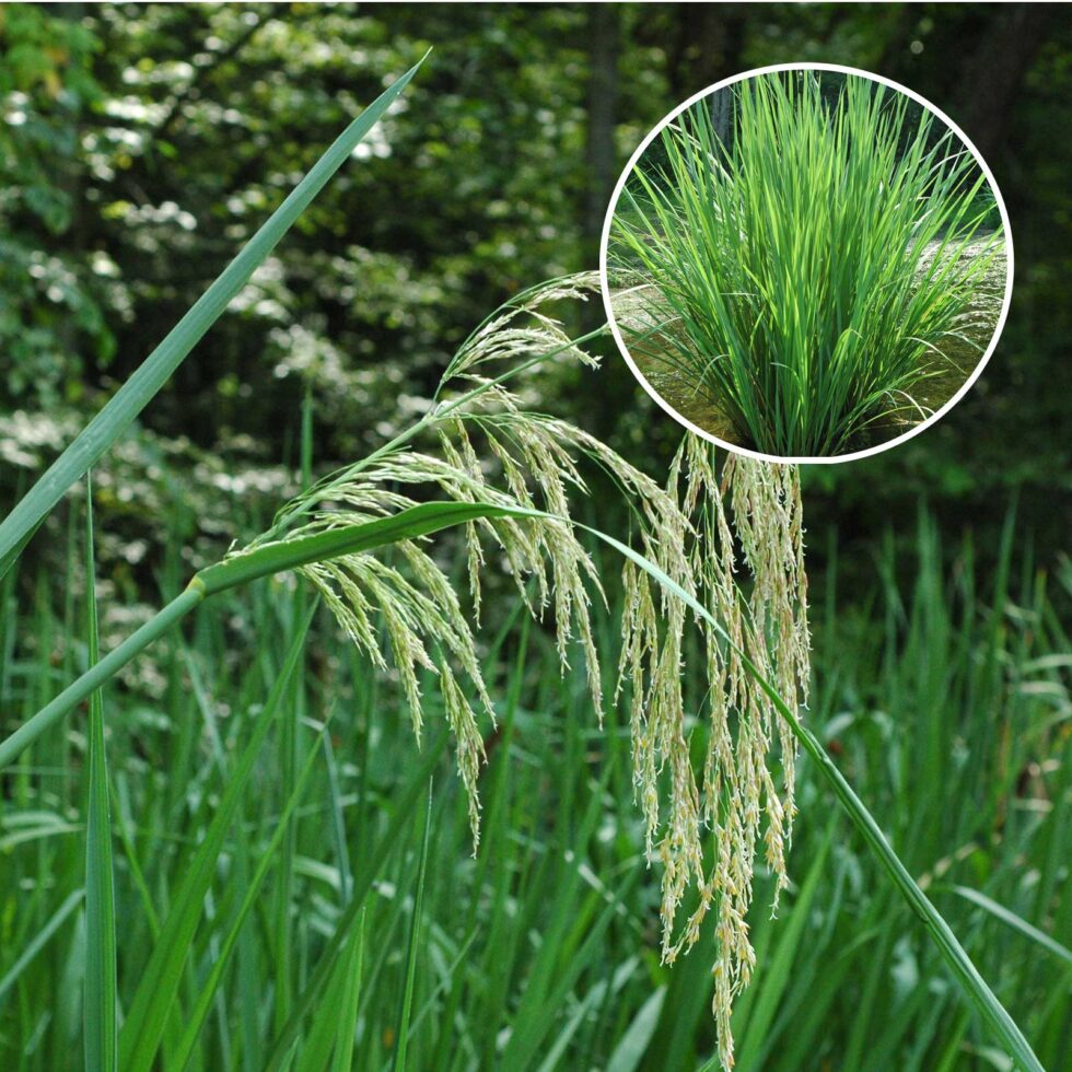 Algae & Weed Identification | Clean Ponds | Pond Lake Management