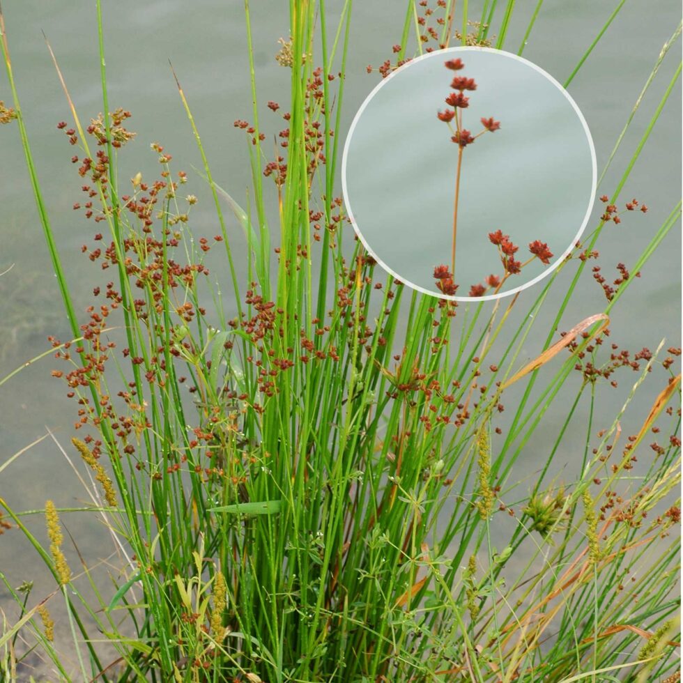 Algae & Weed Identification | Clean Ponds | Pond Lake Management