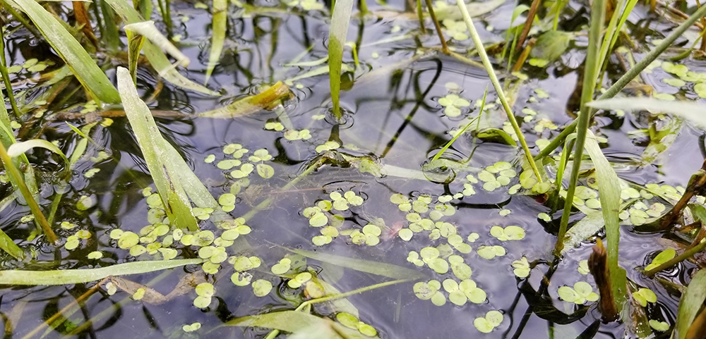 Control Pond Weeds |#1 Best Solutions | Pond Lake Management