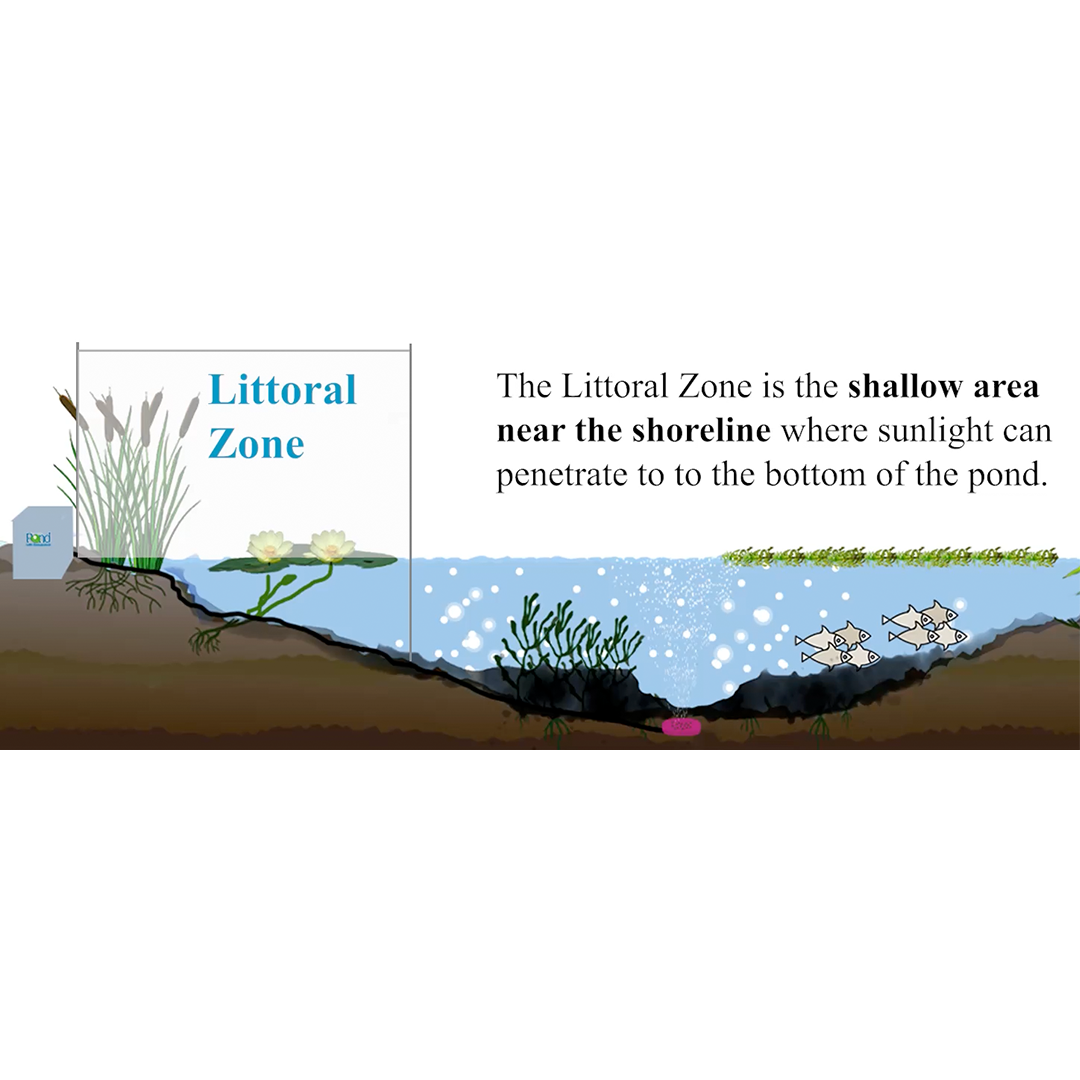 Littoral Zone Management (Shoreline) | North Carolina