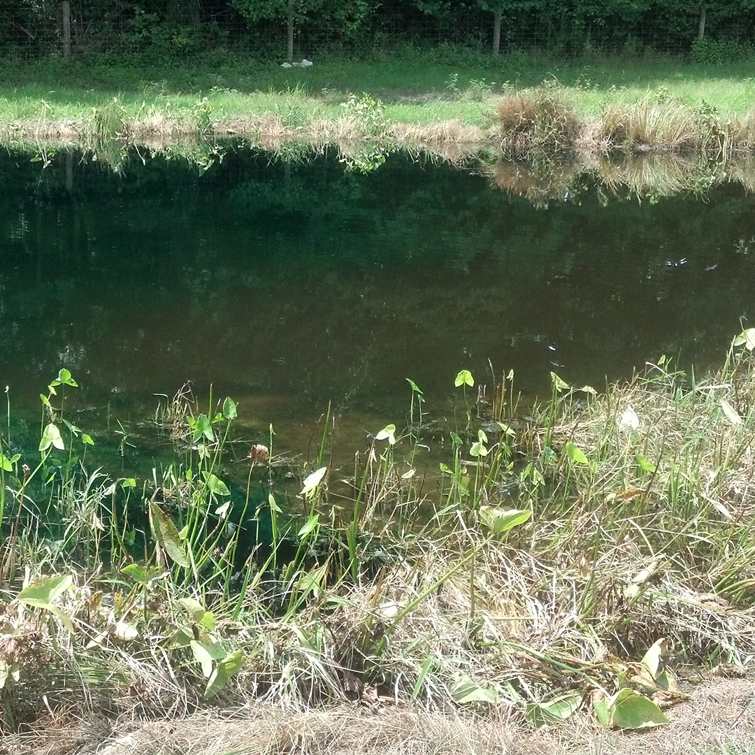 Difference Between Pond Algae And Weeds | Greensboro, Winston