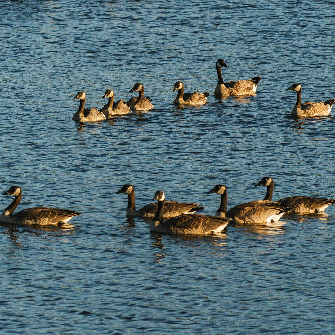 7 Proven Geese Deterrents For Your Pond